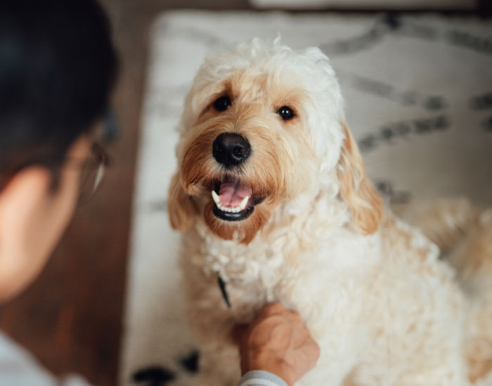 The Swedish Working Dog Association’s tail-wagging transformation ...